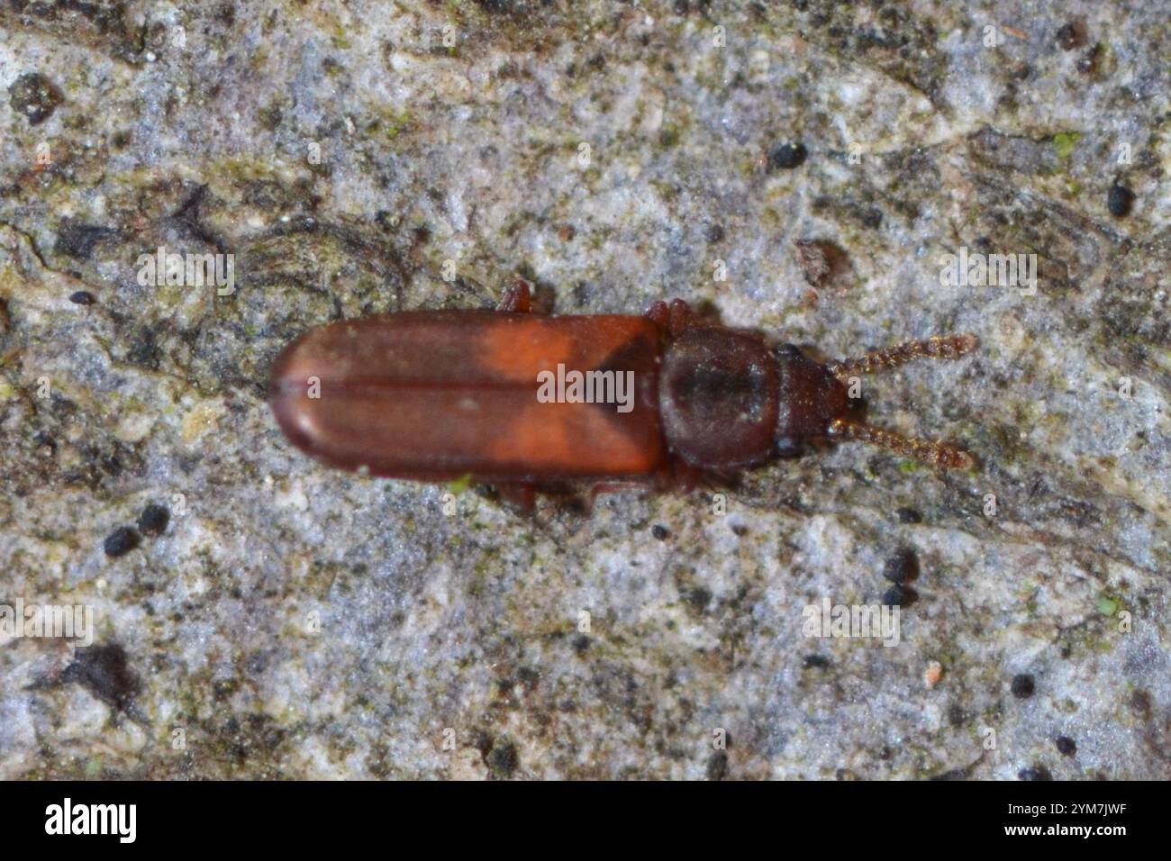 Dermestoides hi-res stock photography and images - Alamy