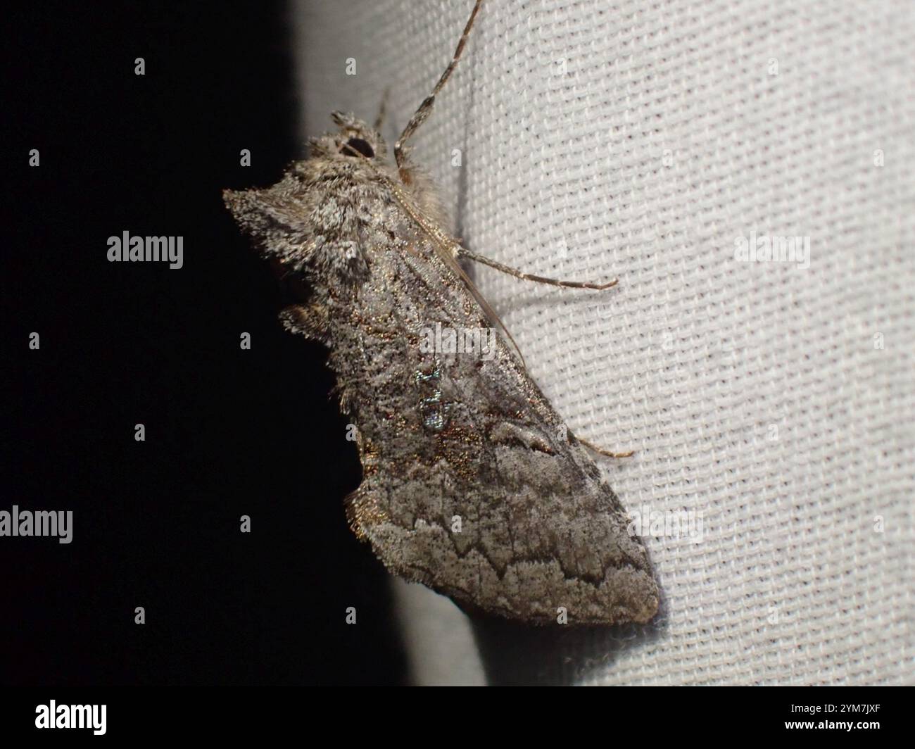 Plusiinae hi-res stock photography and images - Alamy