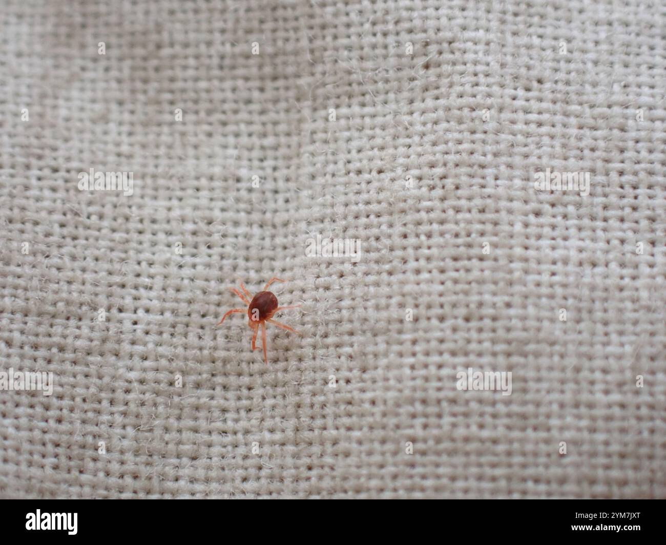 Whirligig Mites (Anystis Stock Photo - Alamy
