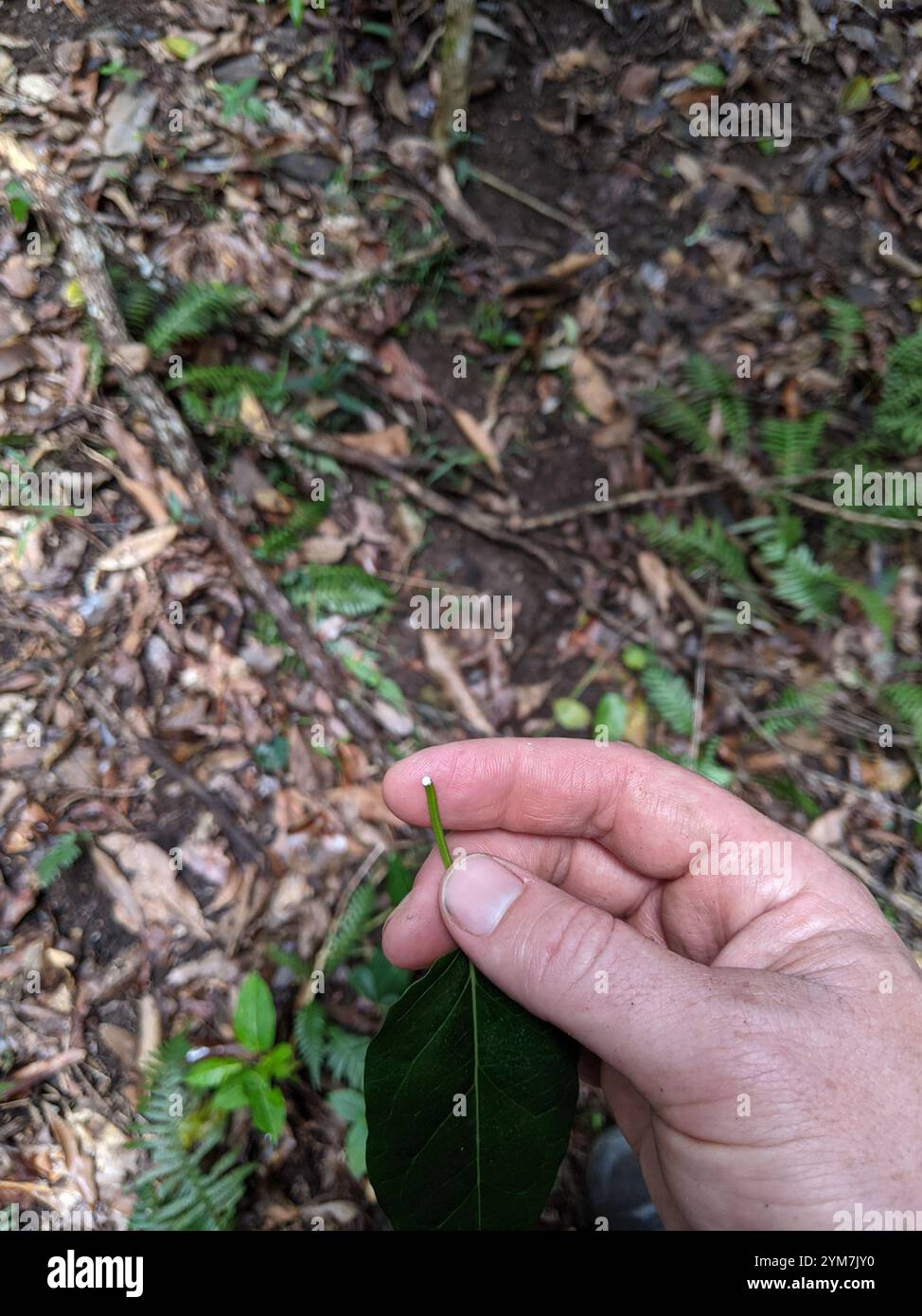 Common Milk Vine (Leichhardtia rostrata Stock Photo - Alamy