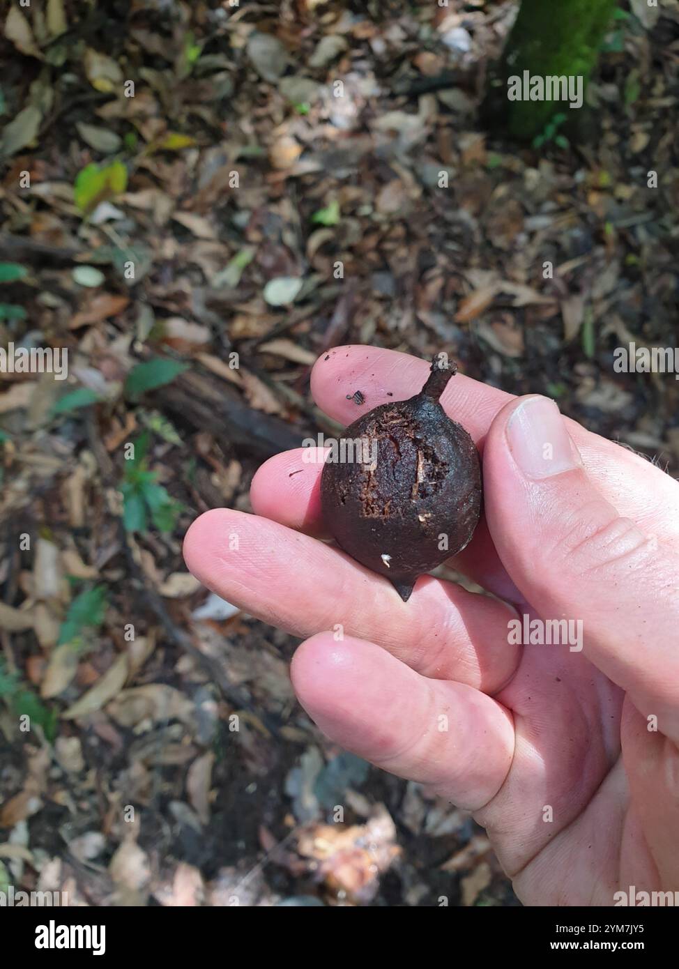 Macadamia Tree (Macadamia integrifolia Stock Photo - Alamy