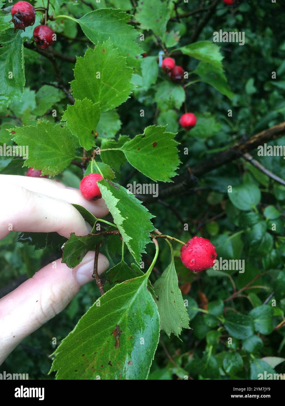Crataegus flabellata hi-res stock photography and images - Alamy