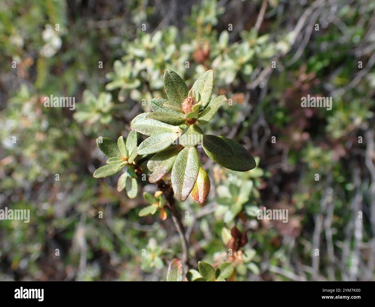 Rhododendron lapponicum hi-res stock photography and images - Alamy