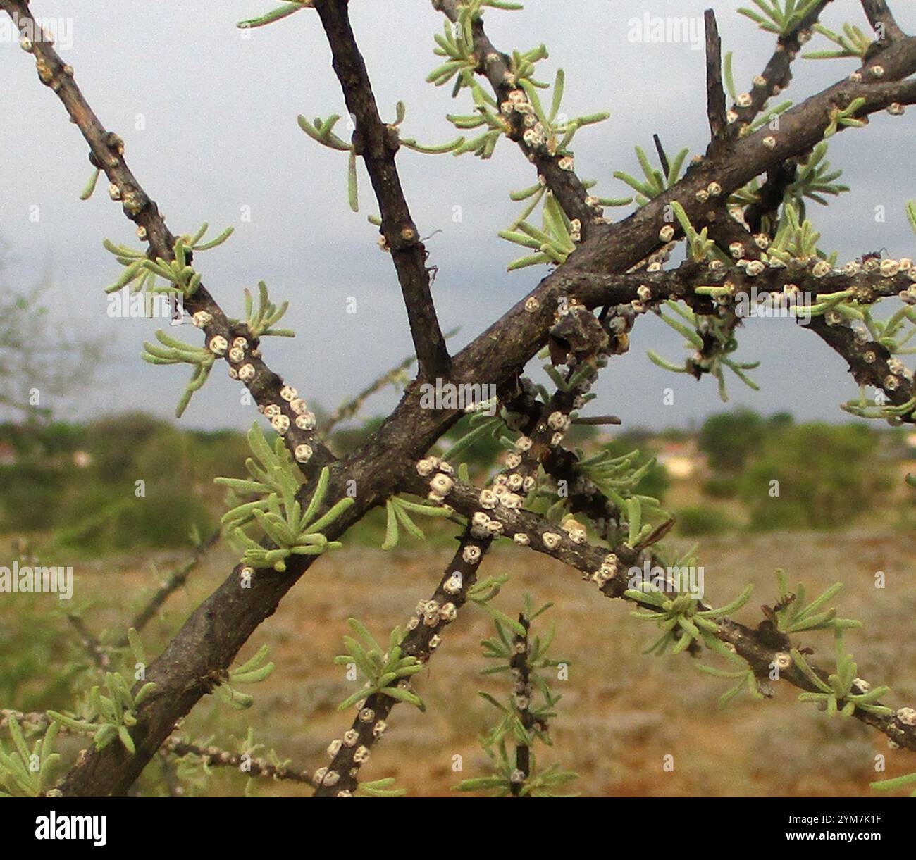 Wax Scales (Ceroplastes Stock Photo - Alamy