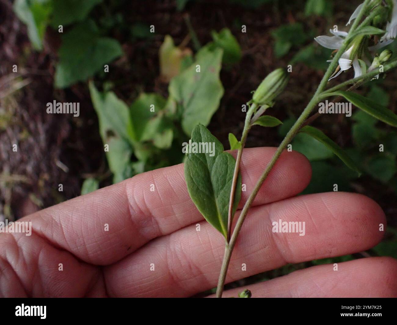 western rattlesnake root (Nabalus alatus Stock Photo - Alamy