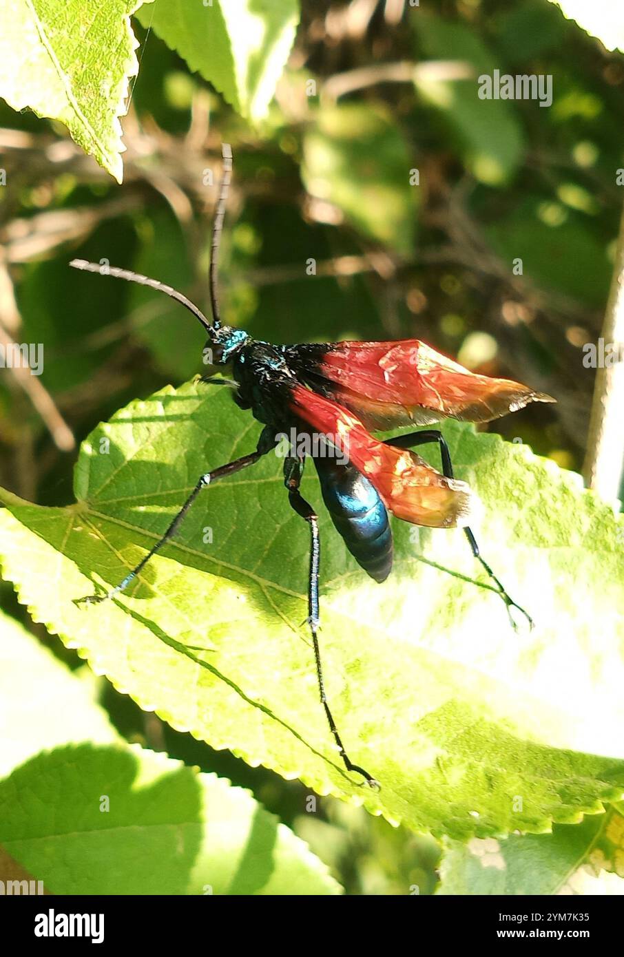 Tarantula-hawk Wasps and Allies (Pepsini Stock Photo - Alamy