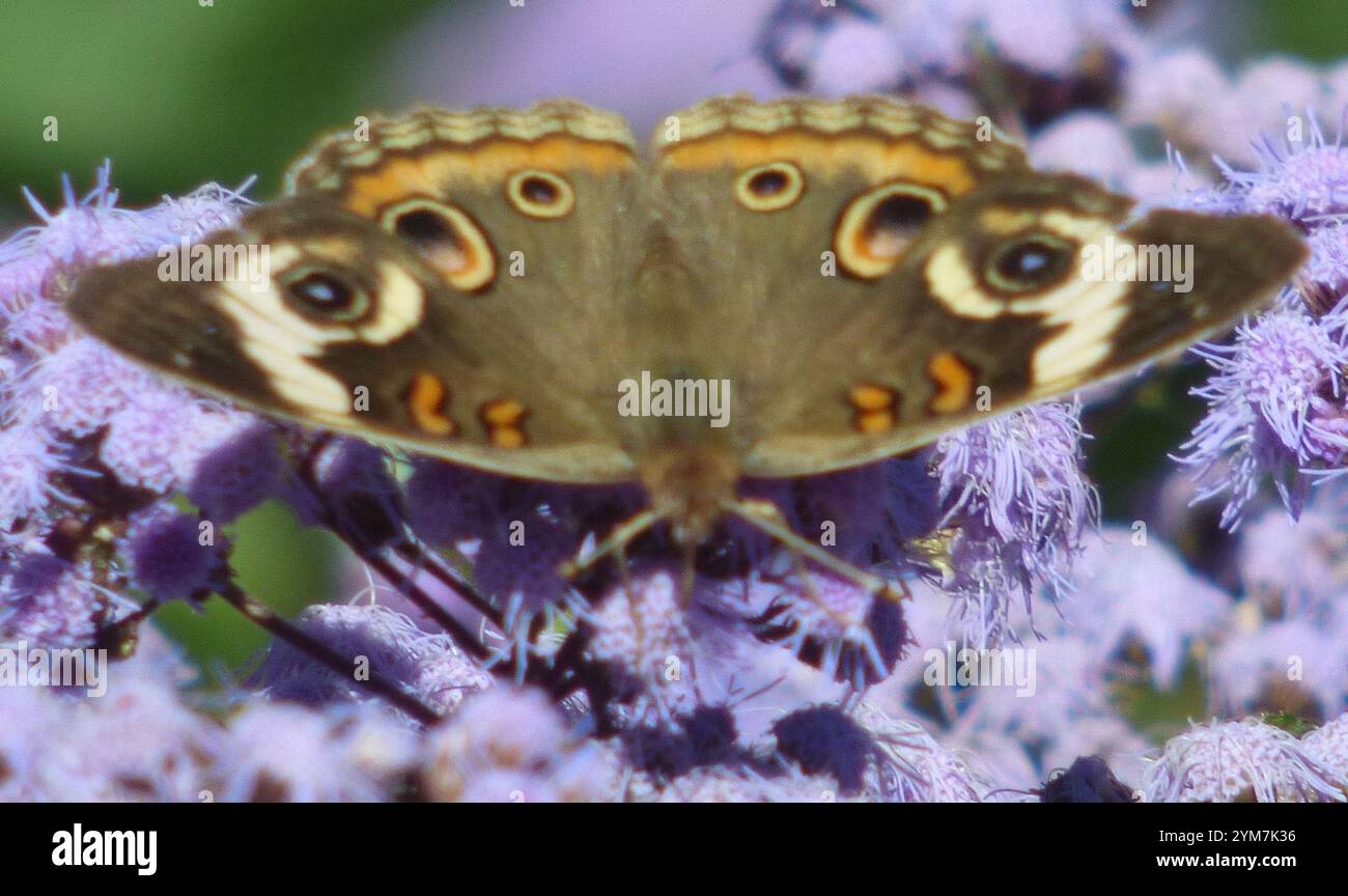 Common Buckeye (Junonia coenia Stock Photo - Alamy
