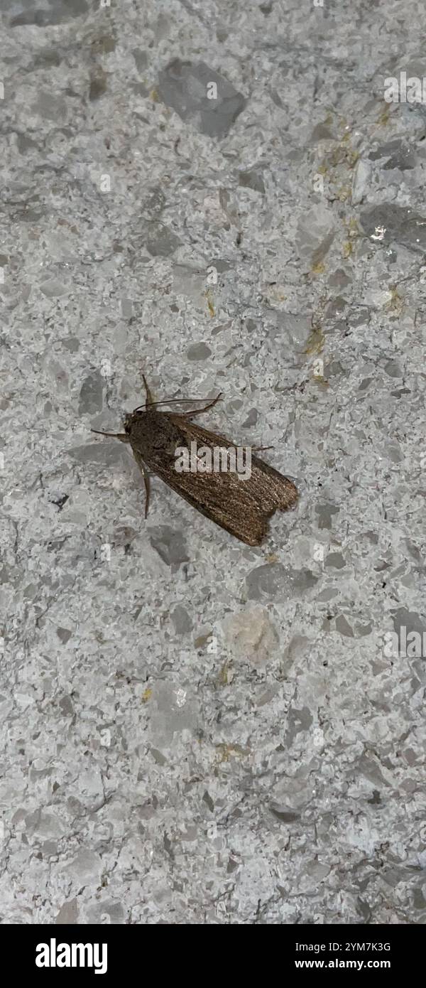 Fall Armyworm Moth (Spodoptera frugiperda Stock Photo - Alamy
