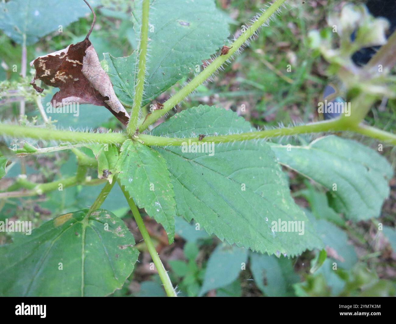 wood nettle (Laportea canadensis Stock Photo - Alamy