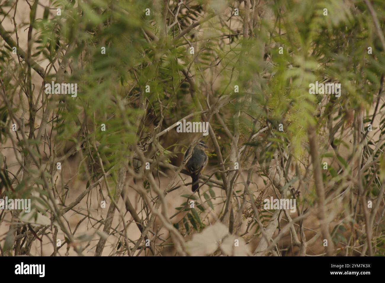 Conebill cinereous hi-res stock photography and images - Alamy