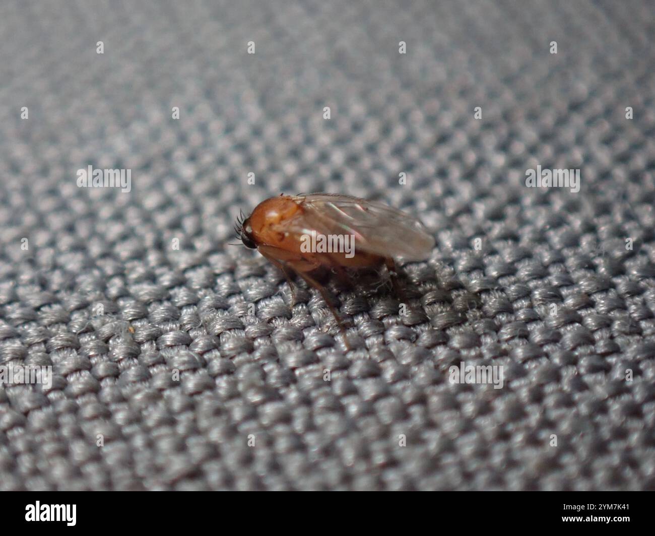 Humpbacked Flies (Phoridae Stock Photo - Alamy