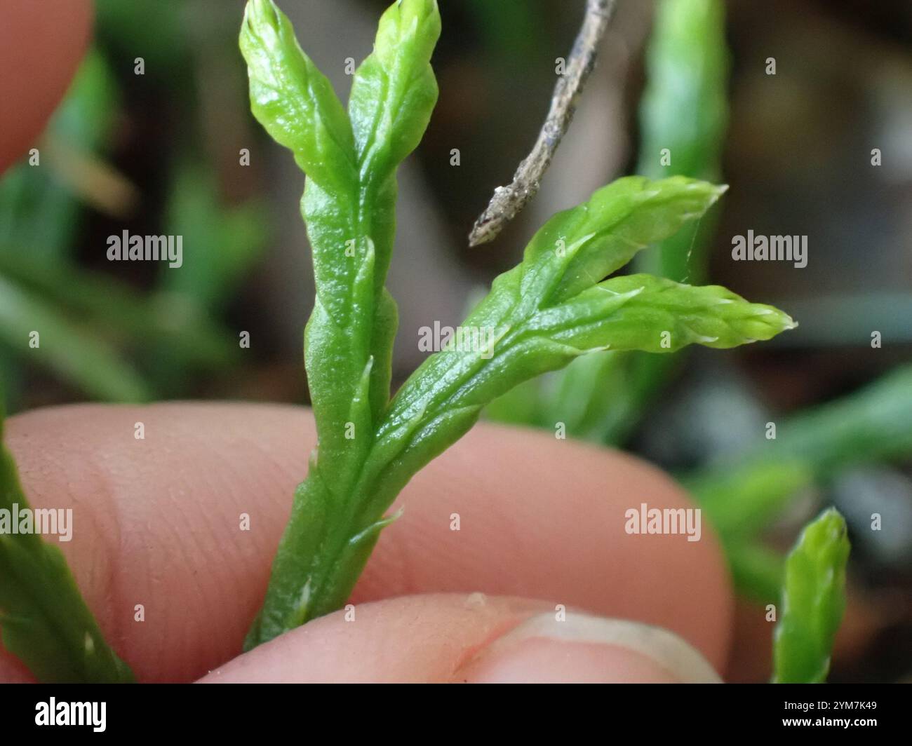 northern ground-cedar (Diphasiastrum complanatum Stock Photo - Alamy