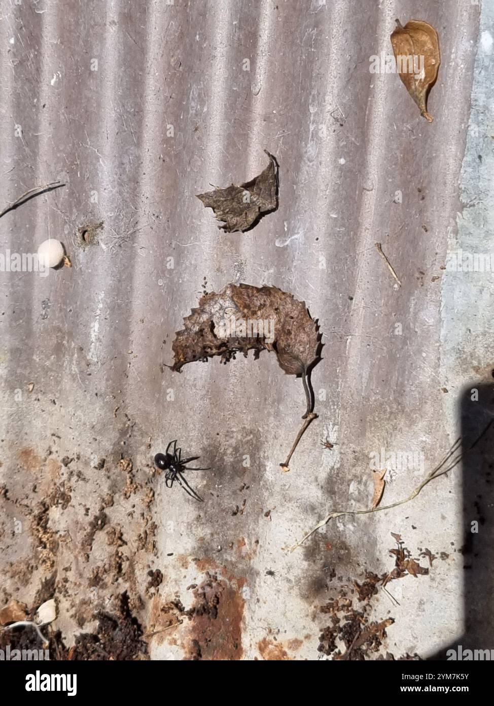 Black Cobweb Spider (Steatoda capensis Stock Photo - Alamy