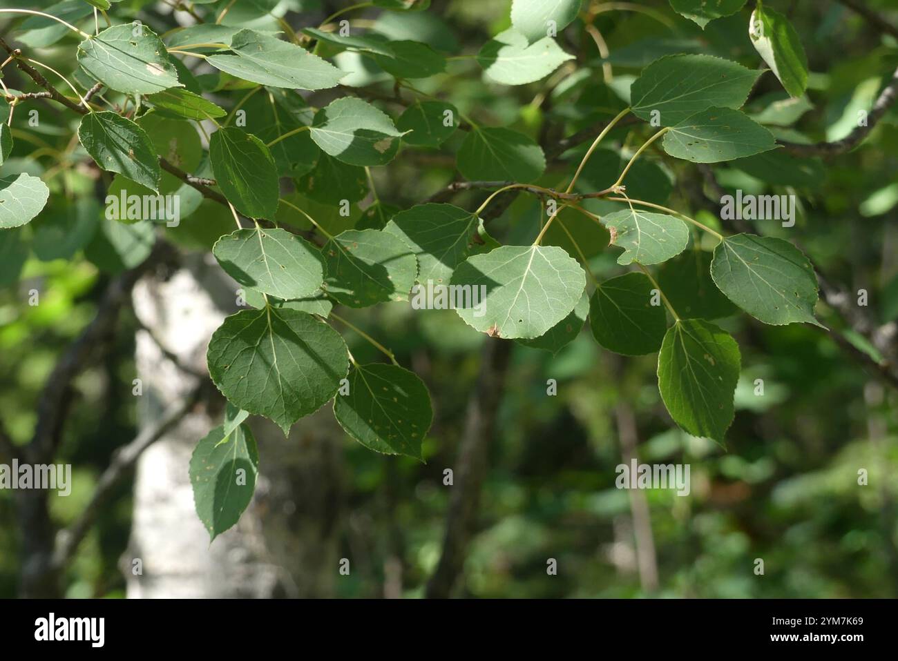 trembling aspen (Populus tremuloides Stock Photo - Alamy