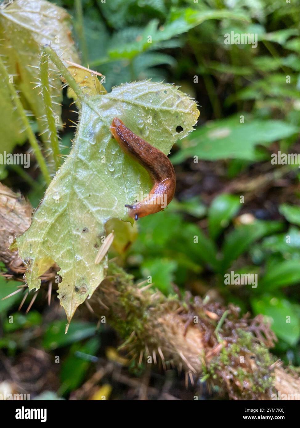 Roundback Slugs and Allies (Arionoidea Stock Photo - Alamy