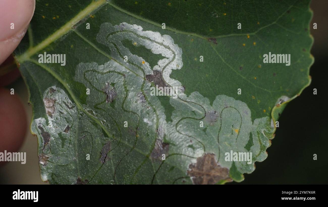 Aspen Serpentine Leafminer Moth (Phyllocnistis populiella Stock Photo ...