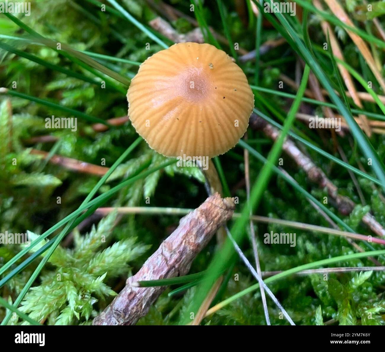 Moss Bell (Galerina hypnorum Stock Photo - Alamy