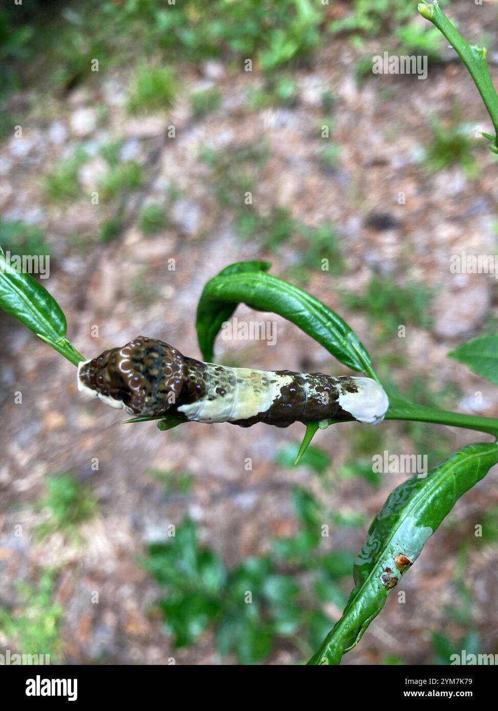 Eastern Giant Swallowtail (Heraclides cresphontes Stock Photo - Alamy