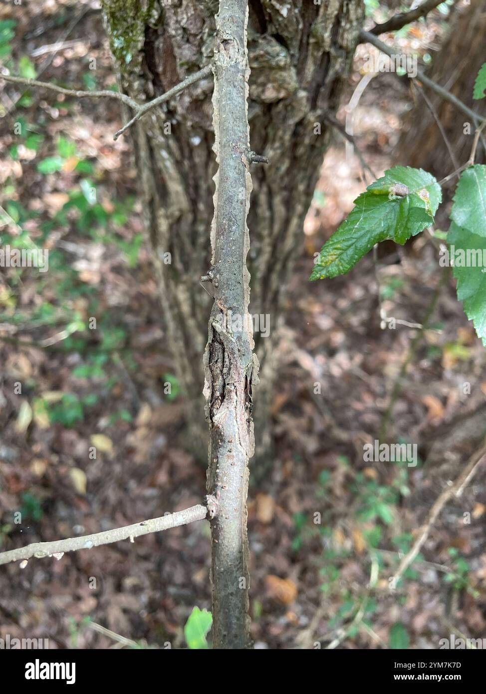 Winged Elm (Ulmus alata Stock Photo - Alamy