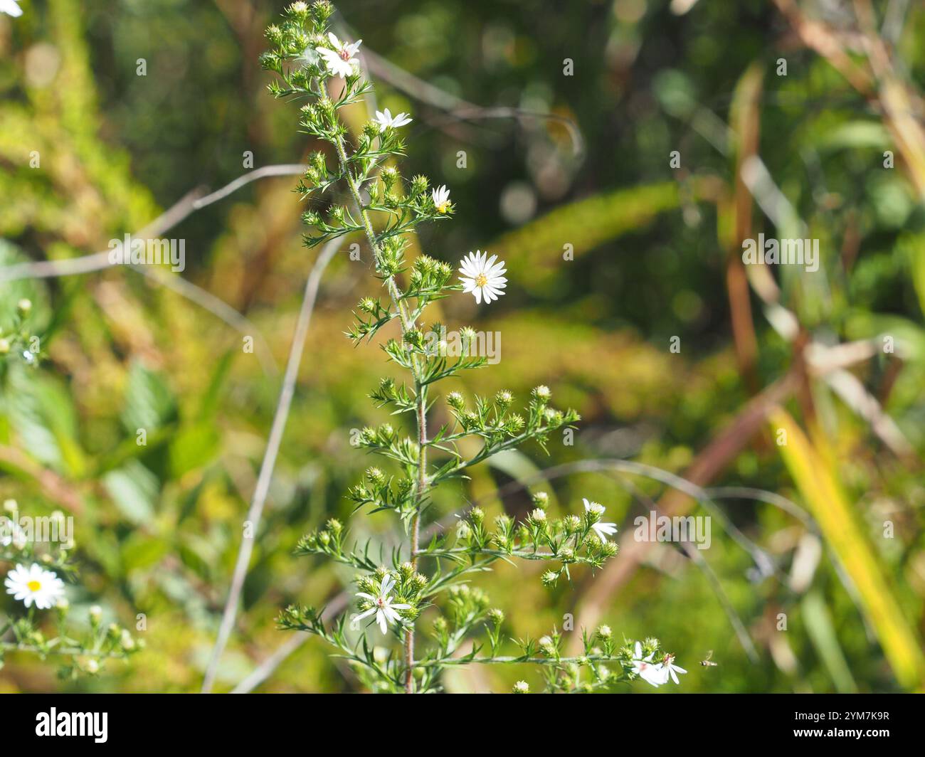 hairy white oldfield aster (Symphyotrichum pilosum Stock Photo - Alamy