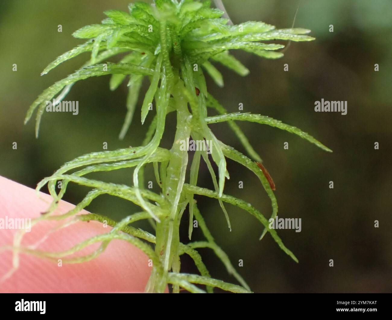 Sphagnum mosses (Sphagnum Stock Photo - Alamy