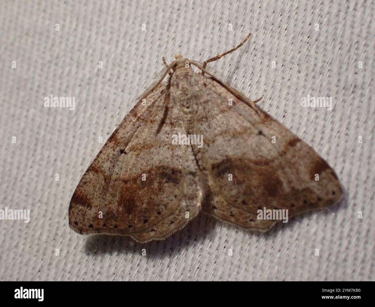 Geometer Moths (Geometridae Stock Photo - Alamy