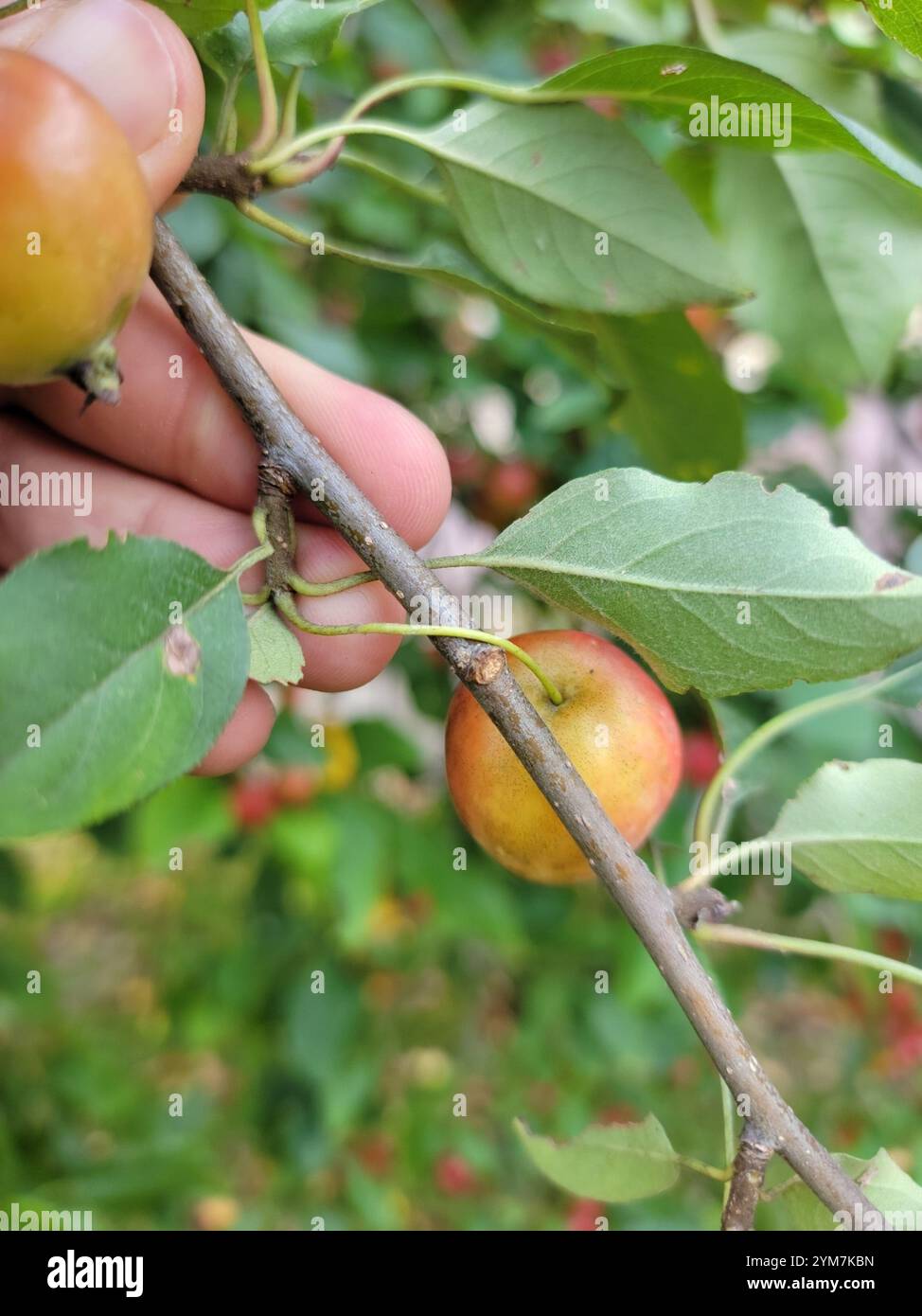 Siberian crabapple (Malus baccata Stock Photo - Alamy