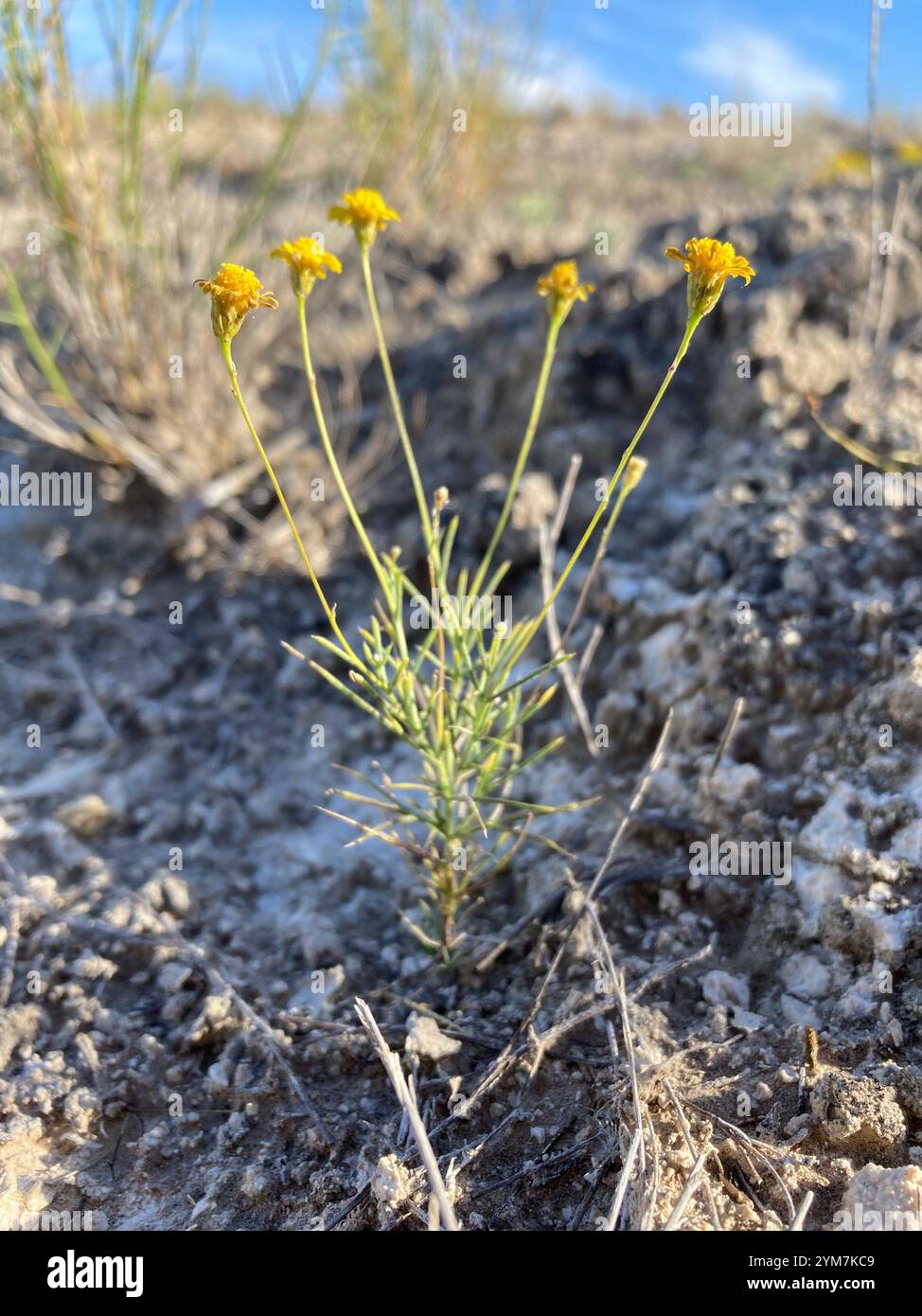 Parralena (Thymophylla pentachaeta Stock Photo - Alamy