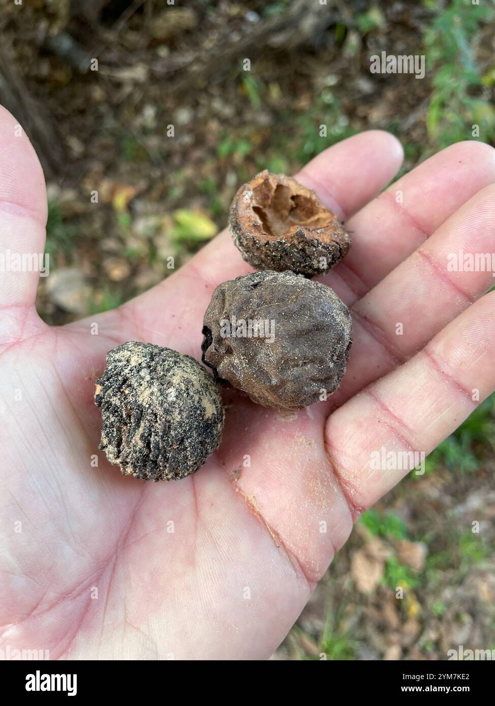 eastern black walnut (Juglans nigra Stock Photo - Alamy
