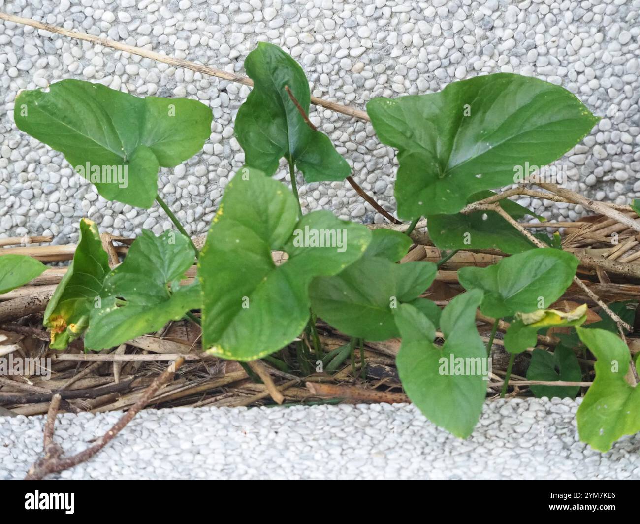 Typhonium roxburghii hi-res stock photography and images - Alamy