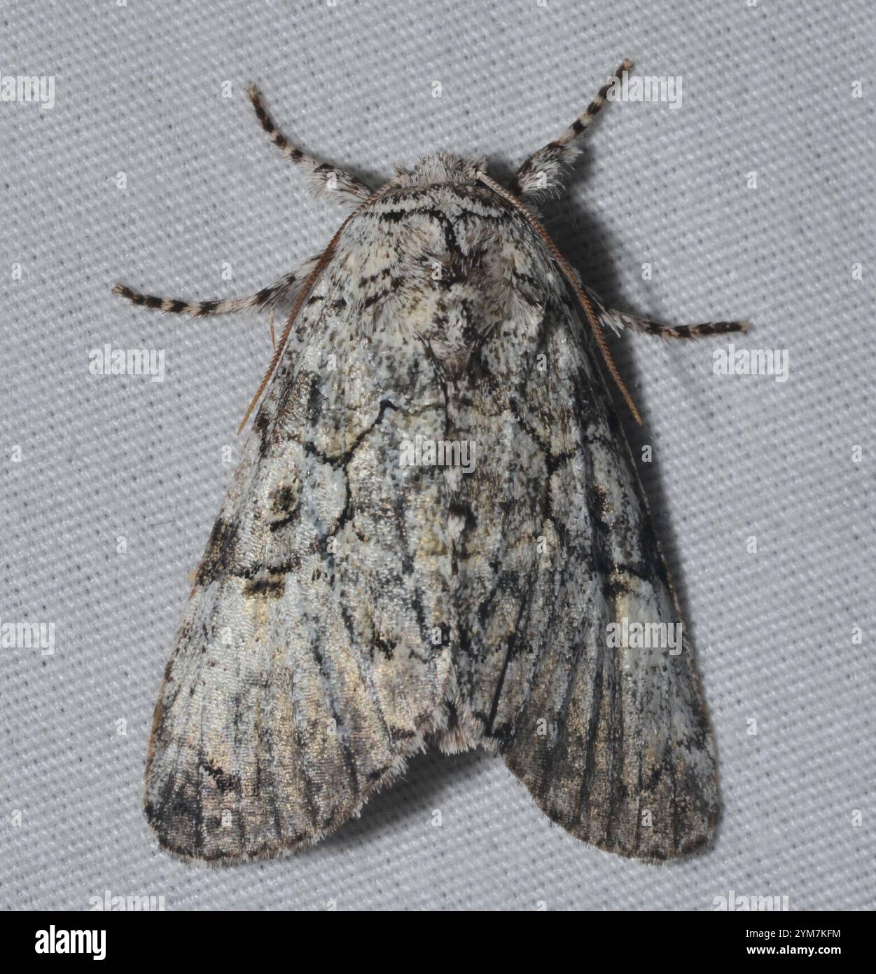 Laugher Moth (Charadra deridens Stock Photo - Alamy