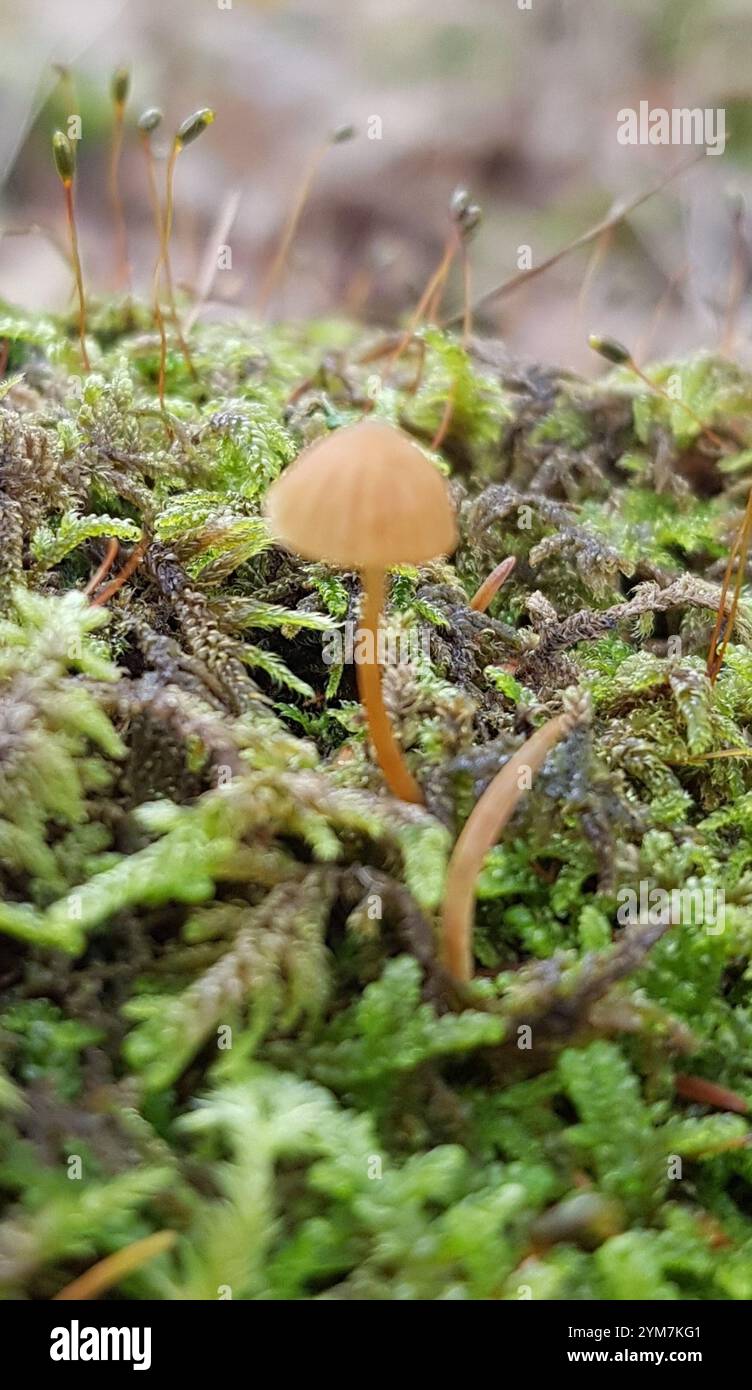 Moss Bells (Galerina Stock Photo - Alamy