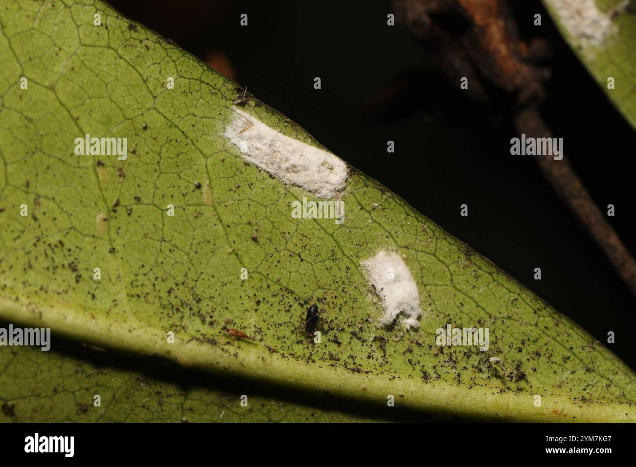 Cottony Yew Scale (Pulvinaria floccifera Stock Photo - Alamy