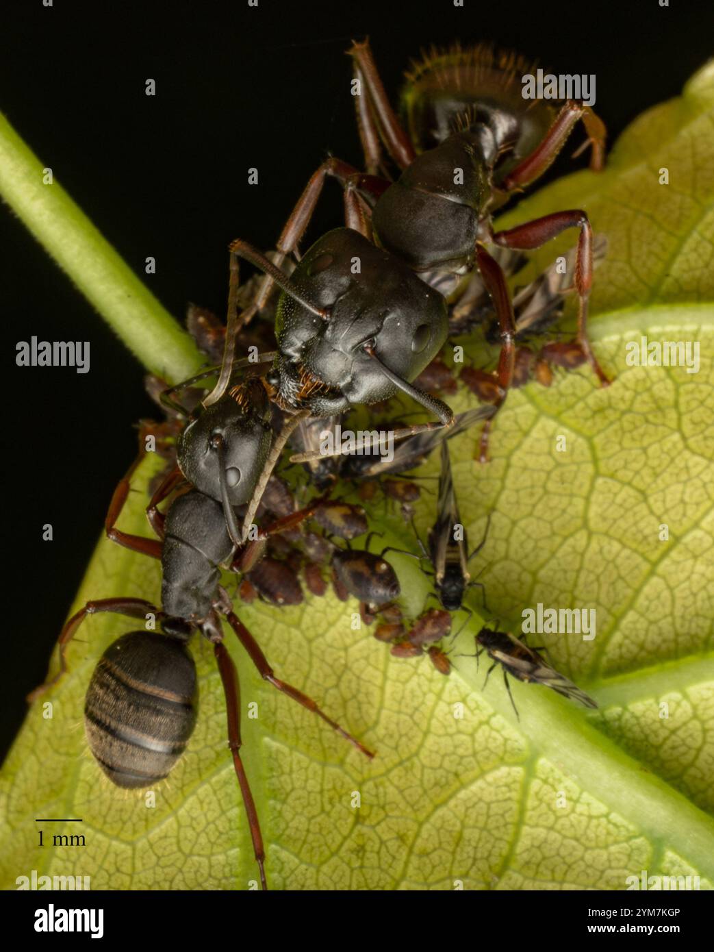 Western Black Carpenter Ant (Camponotus modoc Stock Photo - Alamy