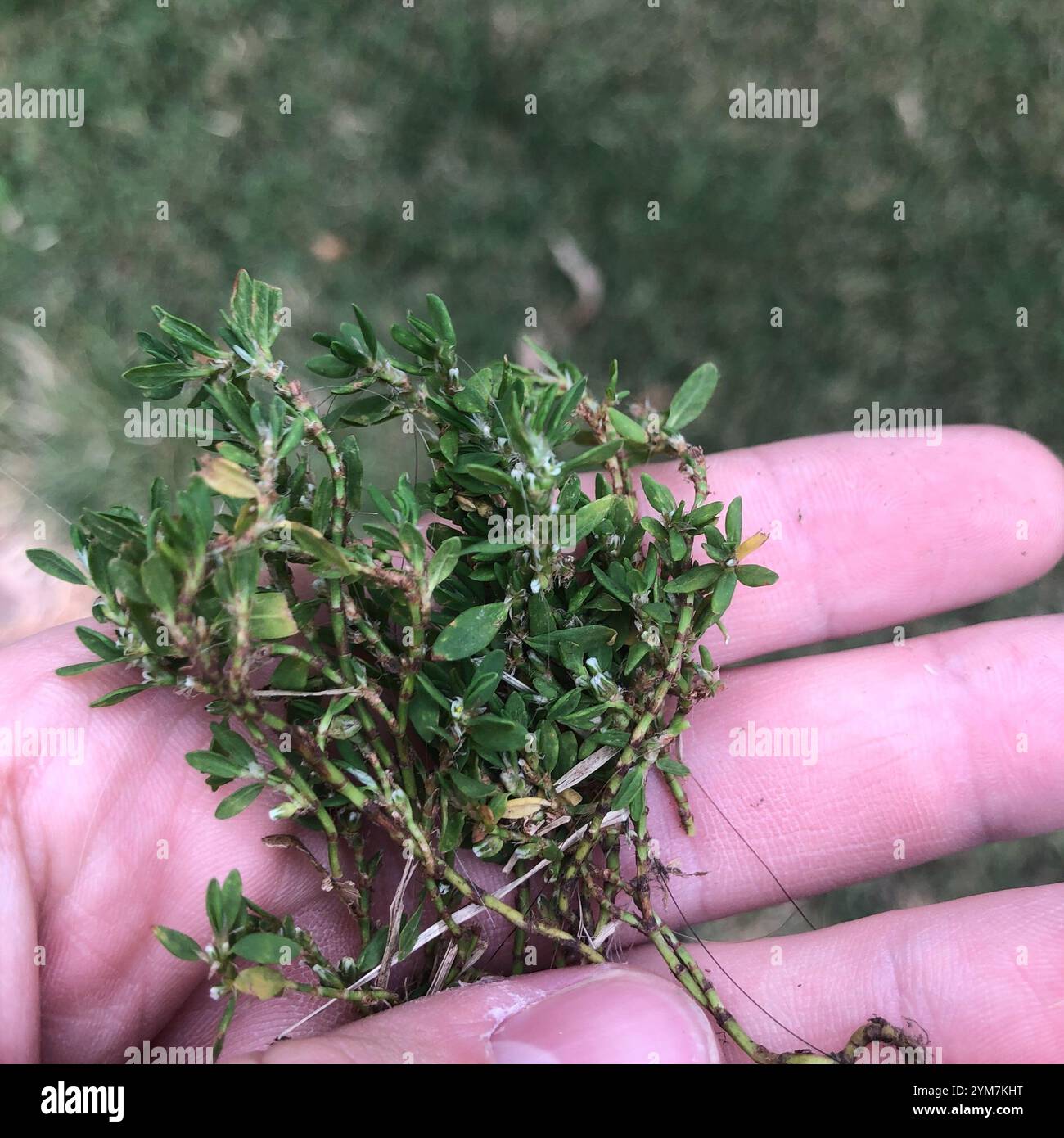 Oval Leaf Knotweed (Polygonum arenastrum Stock Photo - Alamy