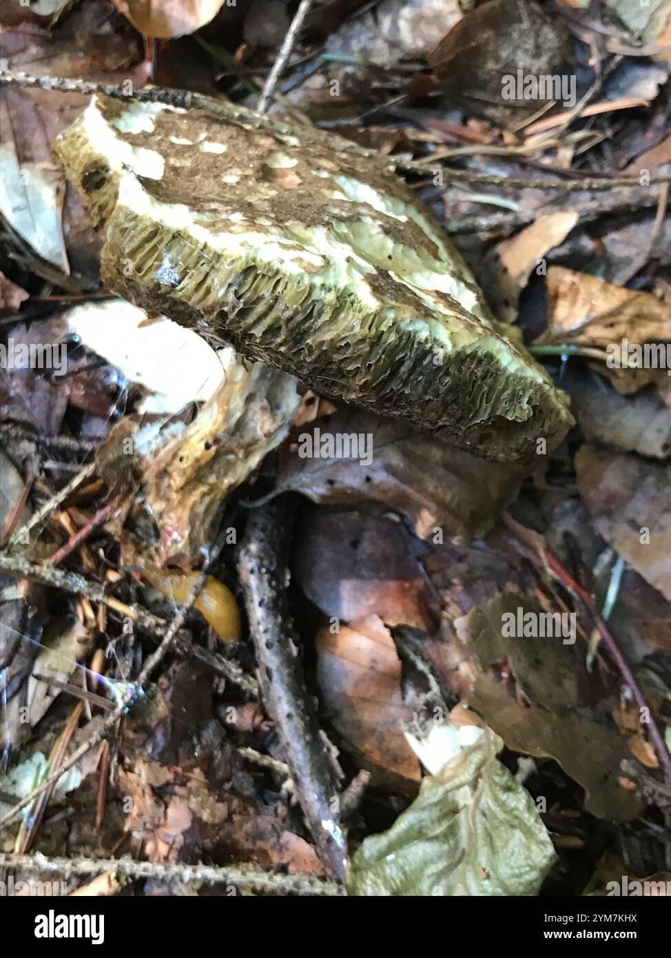 Red-cracking Bolete (Xerocomellus chrysenteron Stock Photo - Alamy