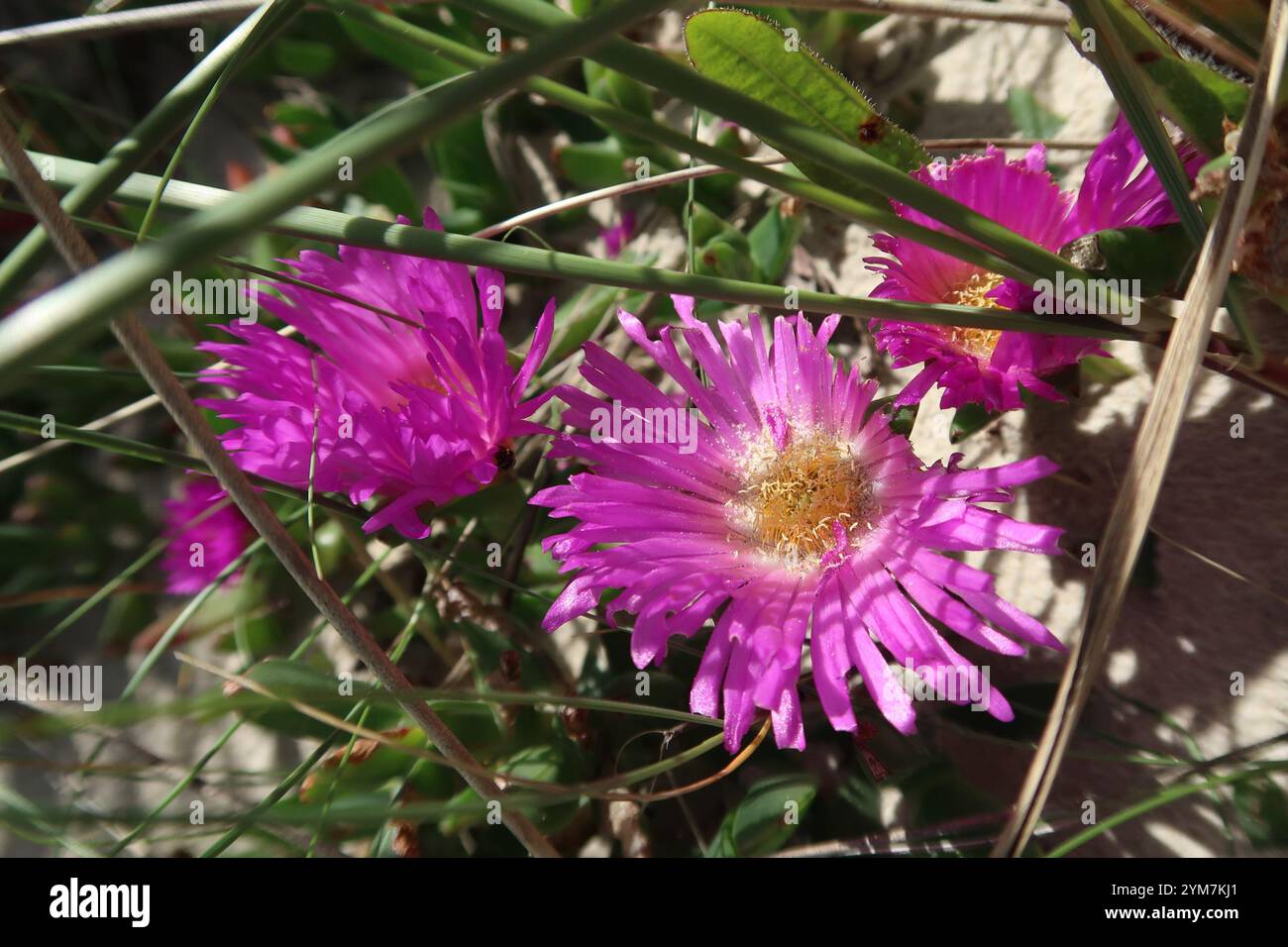 Australian Pig Face (Carpobrotus rossii Stock Photo - Alamy