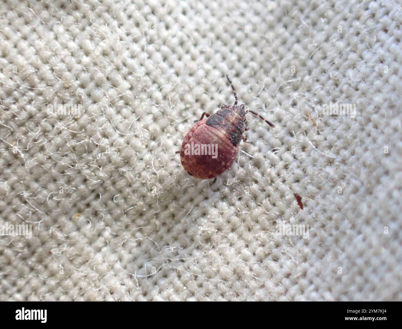 True Bugs (Heteroptera Stock Photo - Alamy