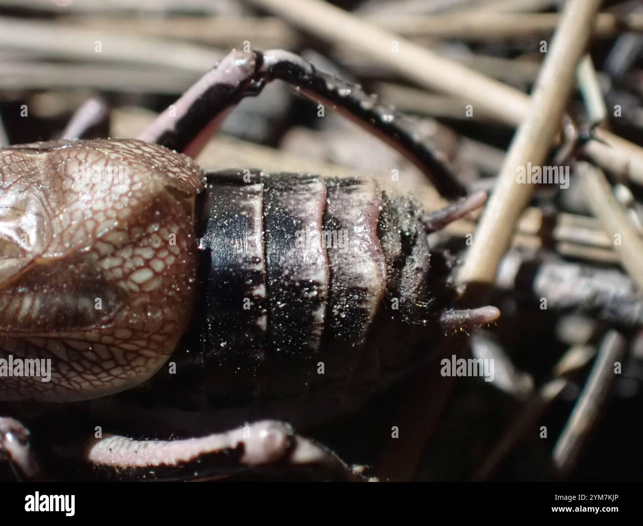 Great Grig (Cyphoderris monstrosa Stock Photo - Alamy