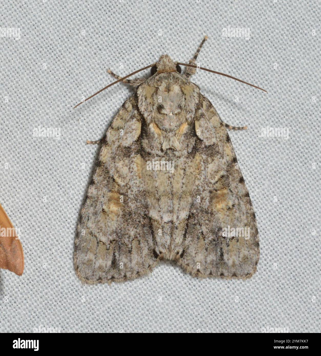 Epauleted Oak Dagger (Acronicta ovata Stock Photo - Alamy