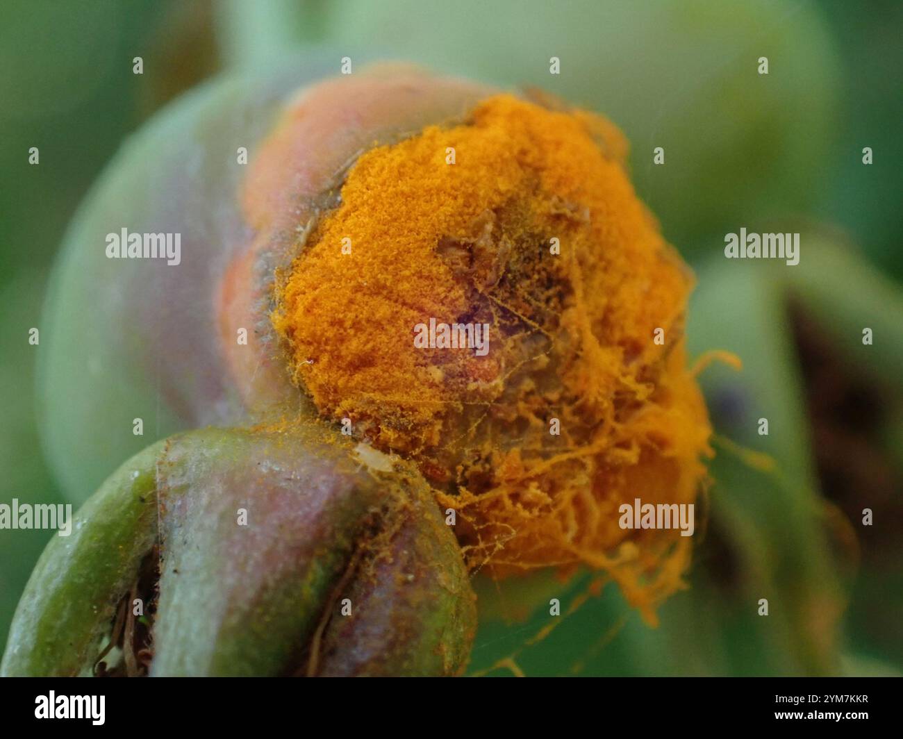 rust fungi (Pucciniales Stock Photo - Alamy