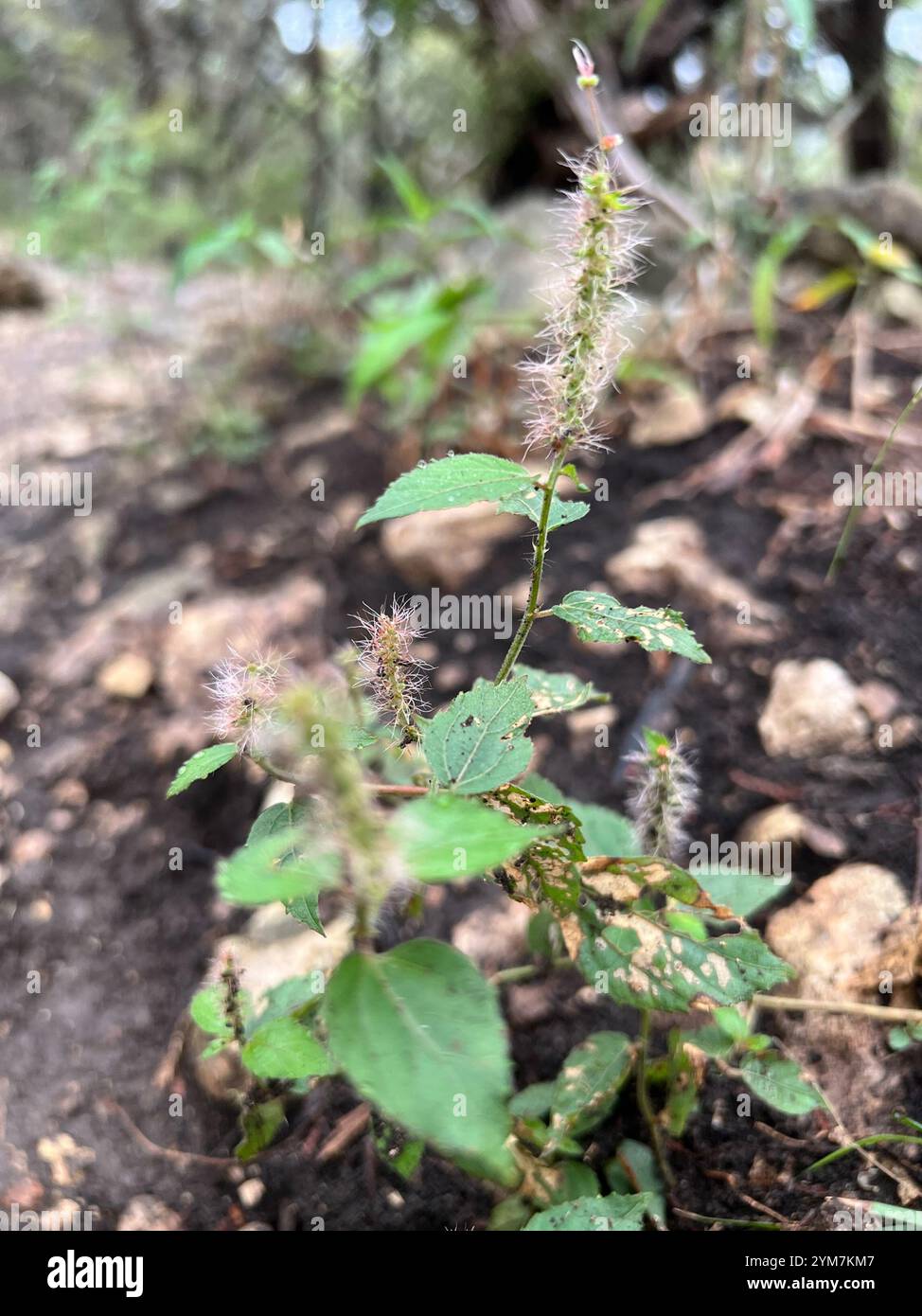 three-seeded mercuries (Acalypha Stock Photo - Alamy