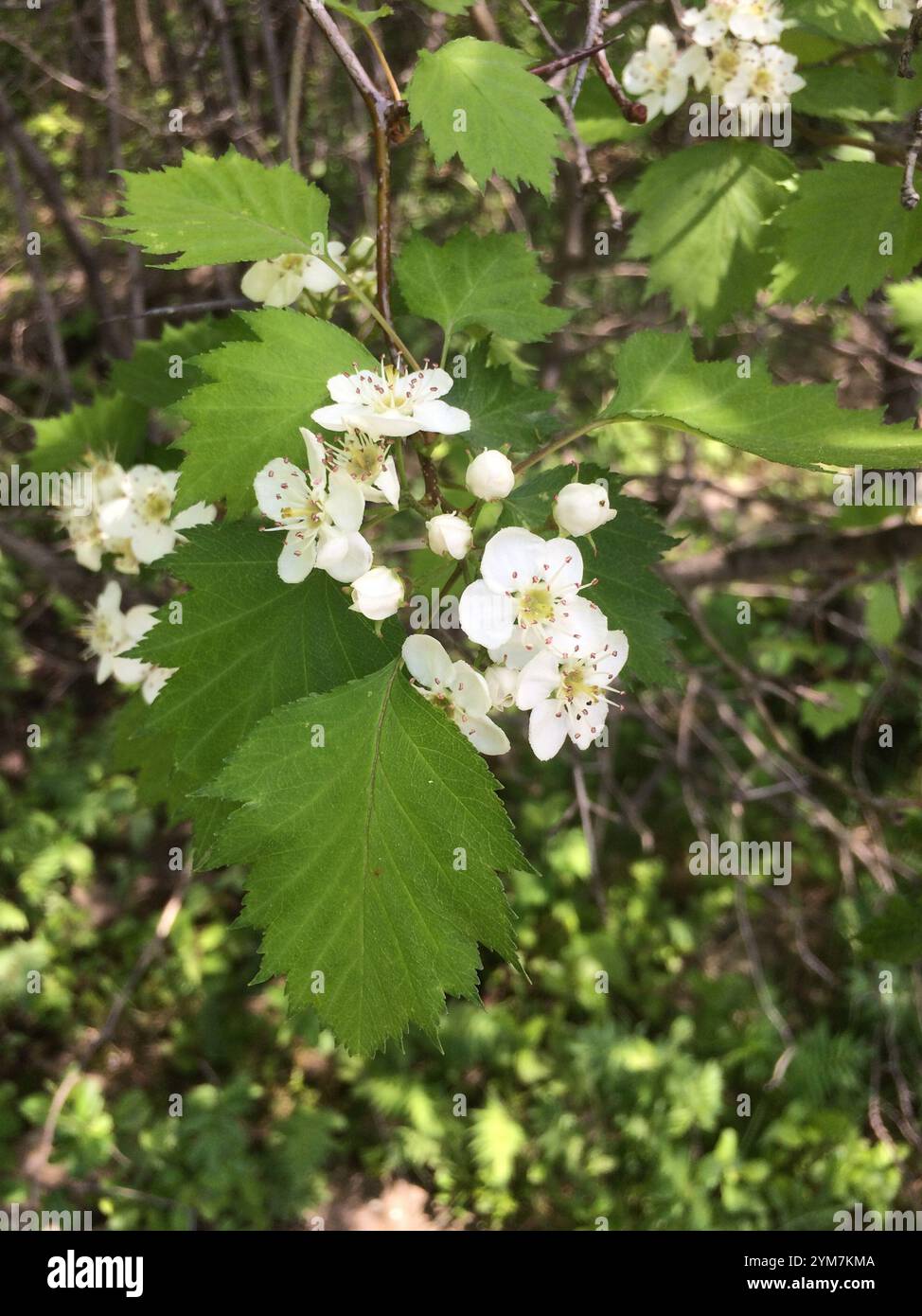 (Crataegus flabellata grayana Stock Photo - Alamy