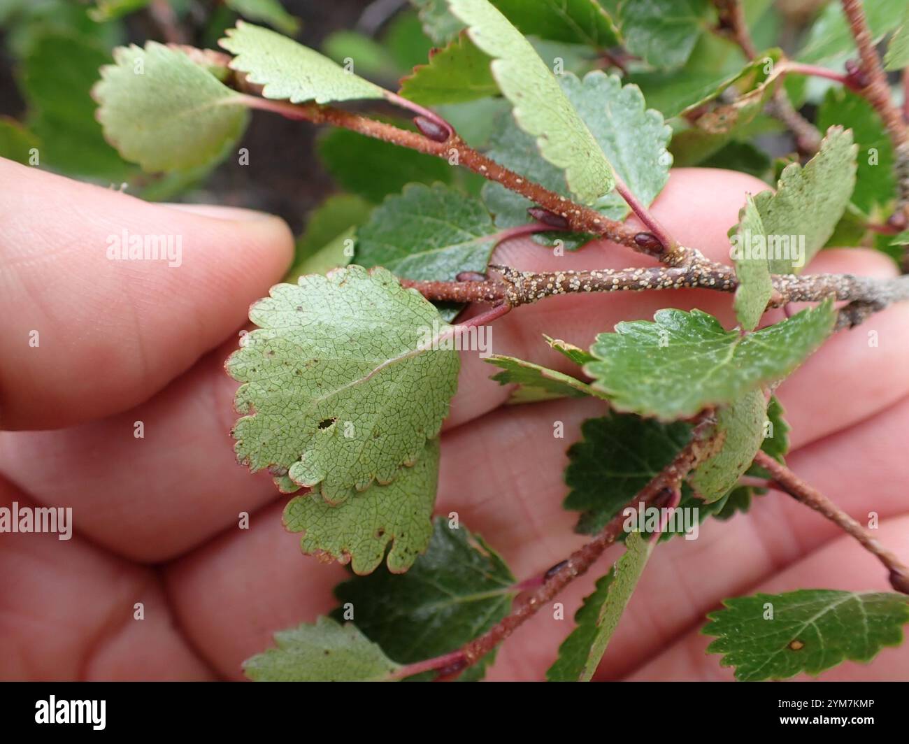 dwarf resin birch (Betula glandulosa Stock Photo - Alamy