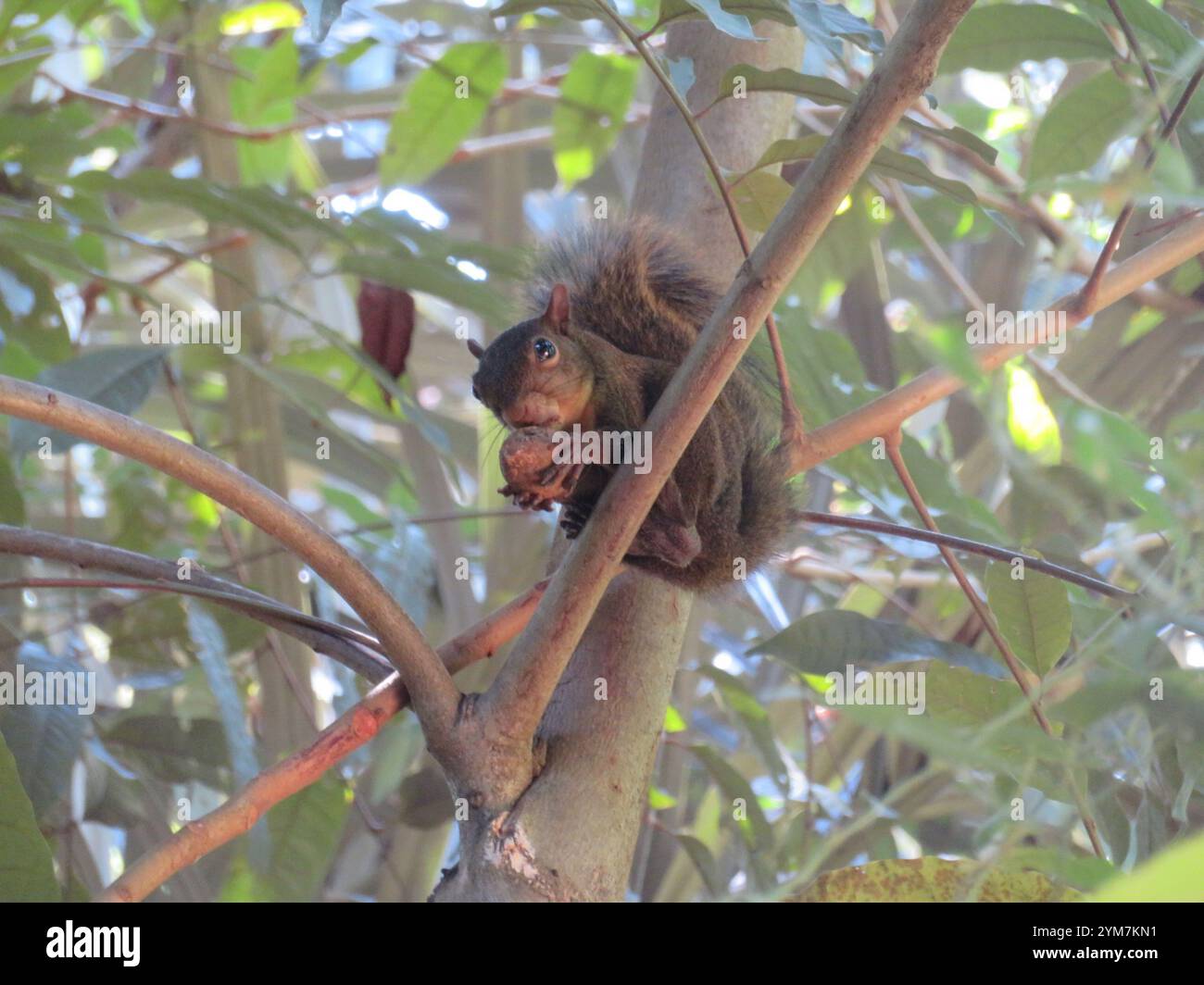 Sciurus aestuans hi-res stock photography and images - Alamy