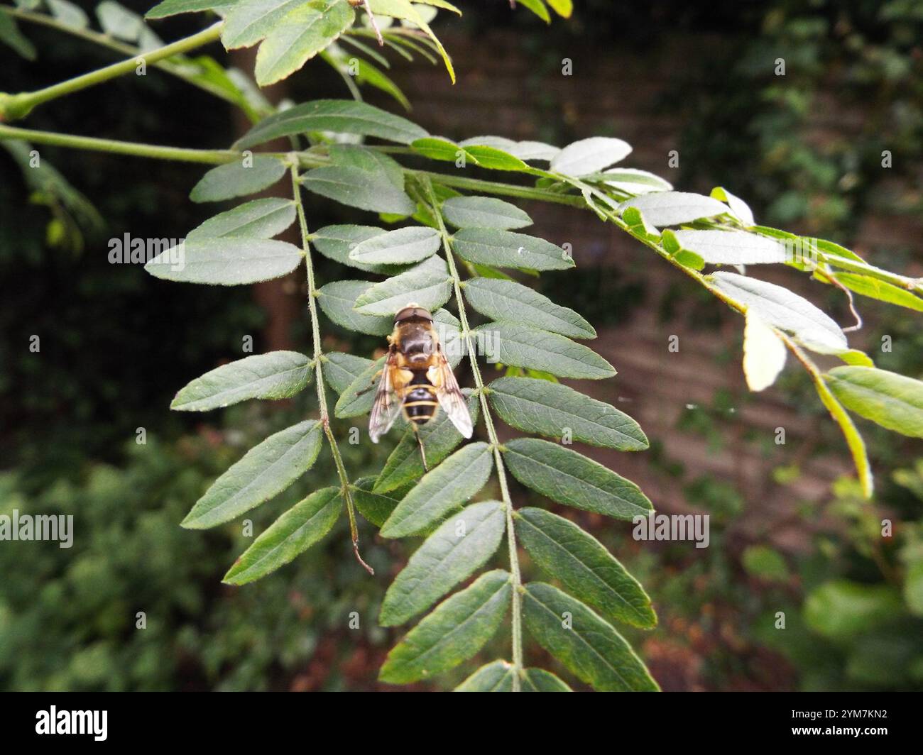 Stripe-winged Drone Fly (Eristalis horticola Stock Photo - Alamy