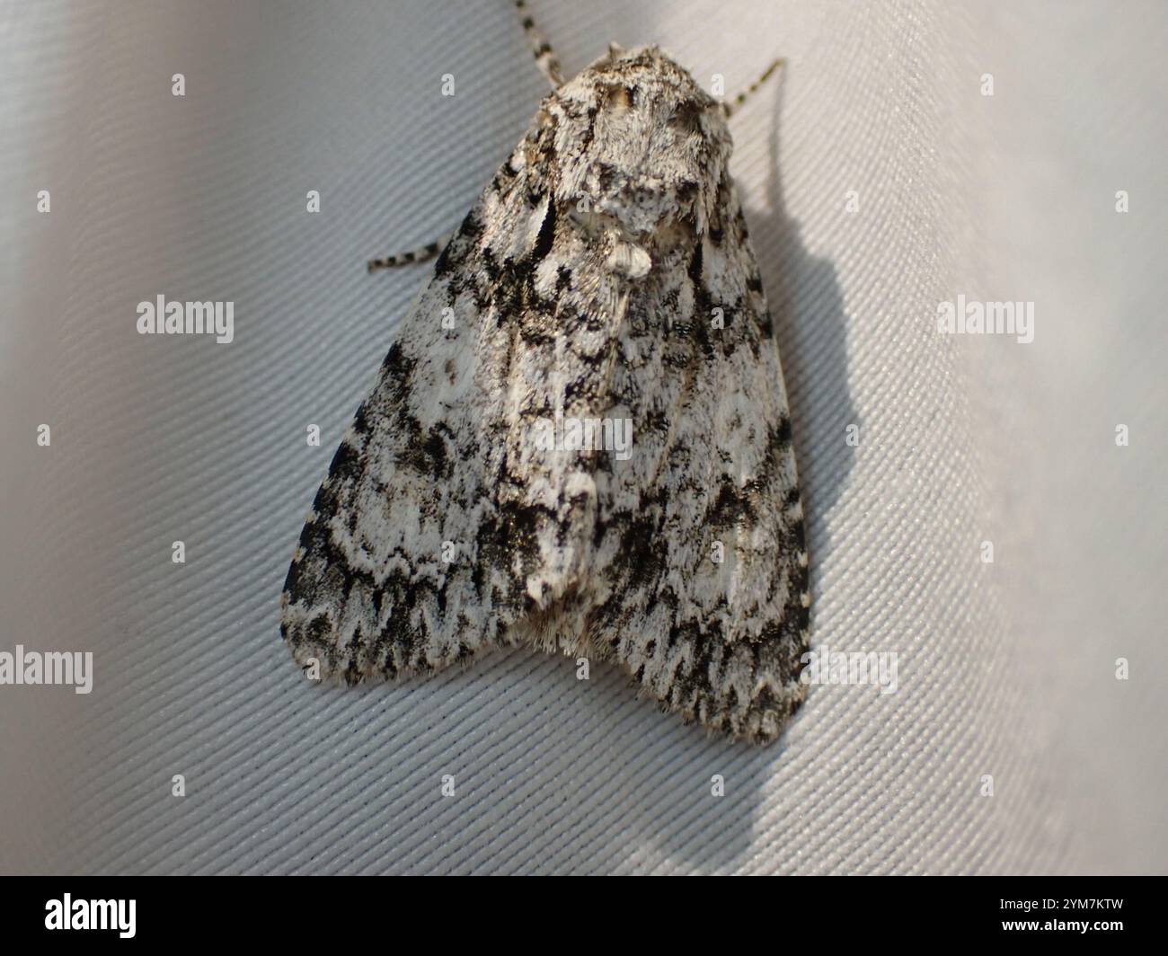Marbled Oak Dagger (Acronicta marmorata Stock Photo - Alamy