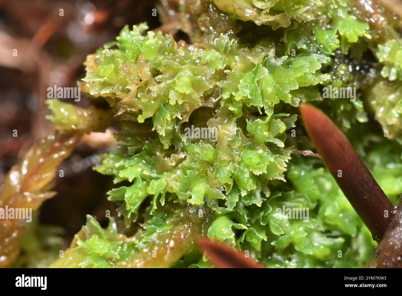 Jagged Notchwort (Schistochilopsis incisa Stock Photo - Alamy