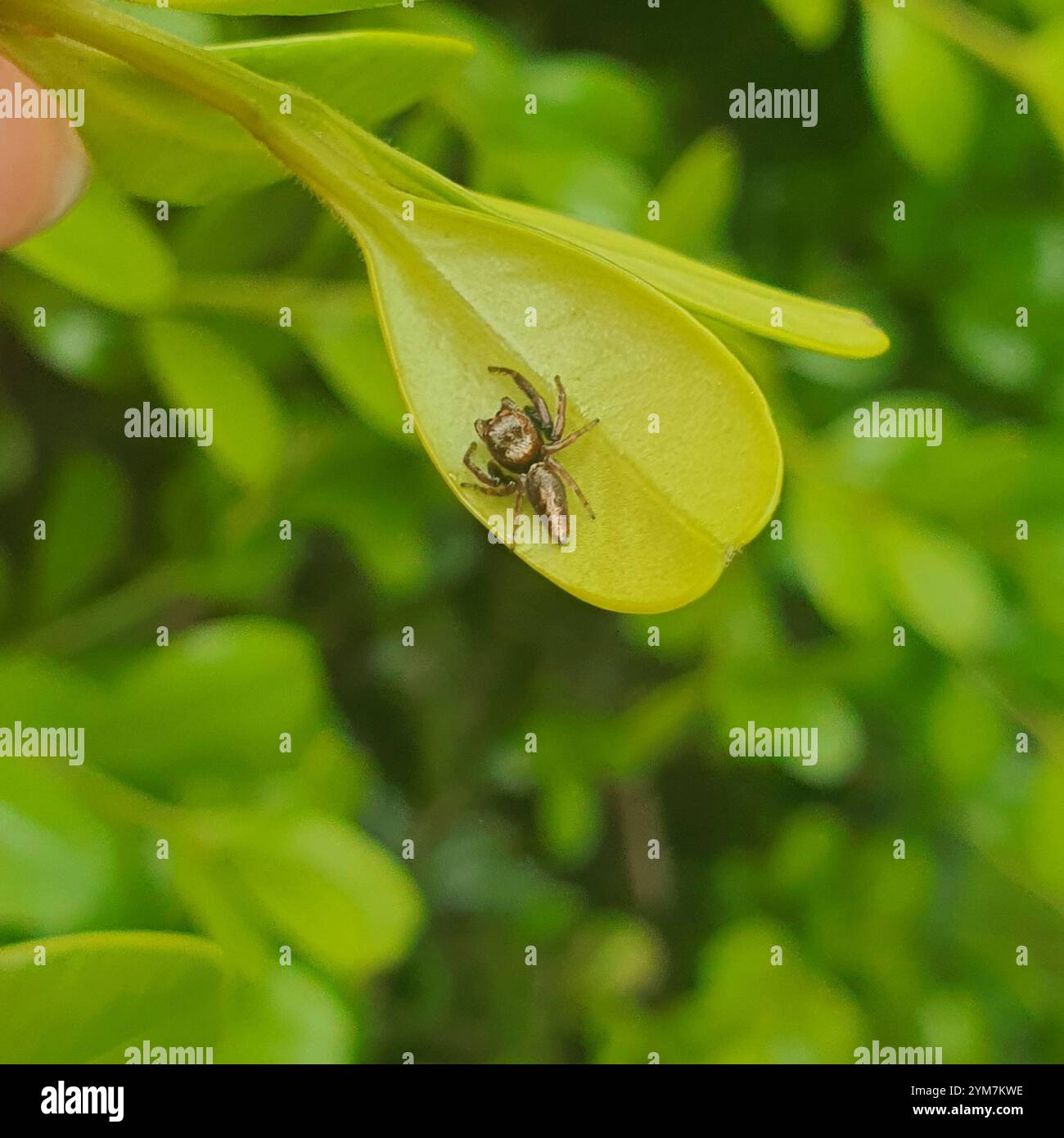 Garden Jumping Spiders (Opisthoncus Stock Photo - Alamy