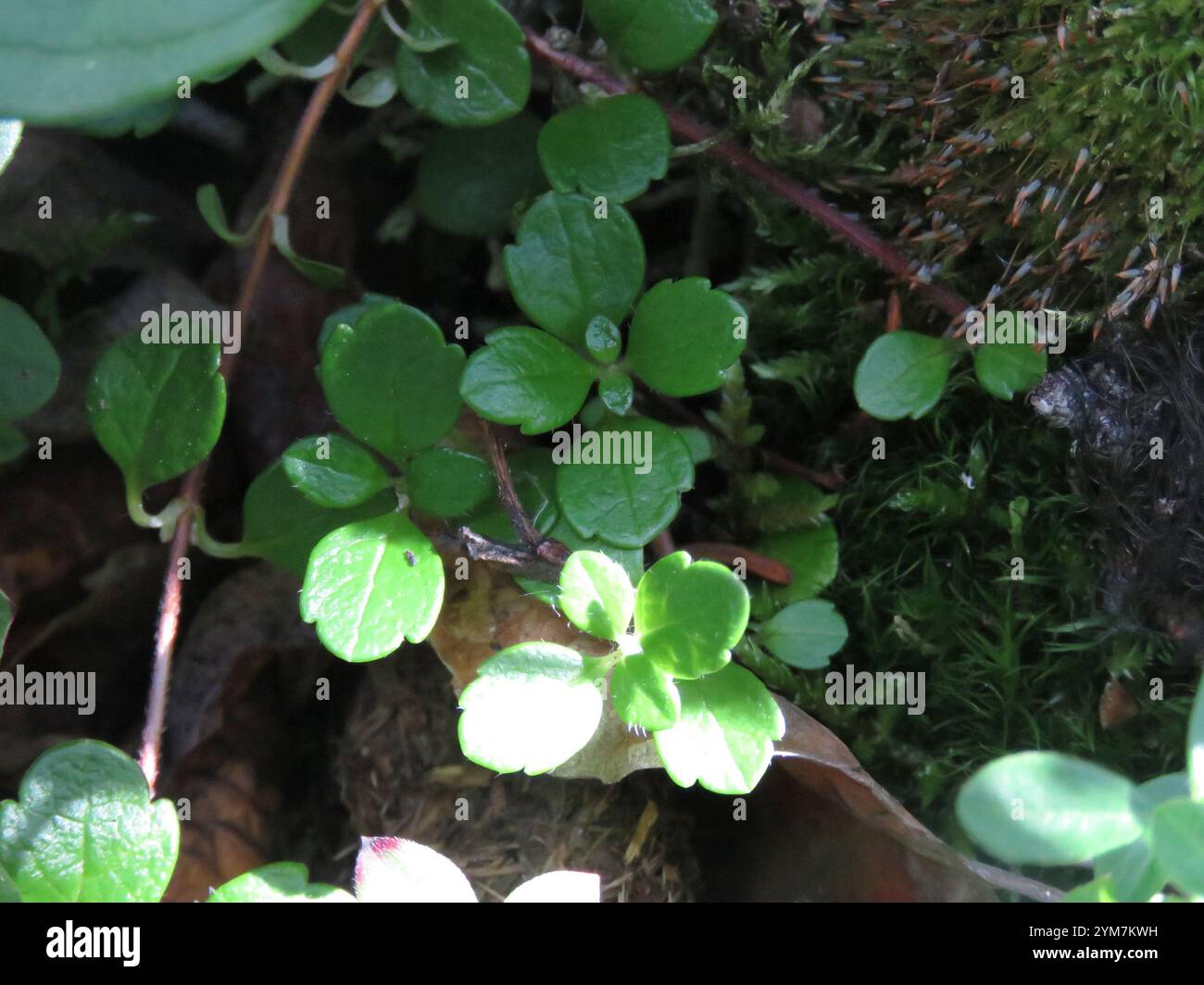 Twinflower (Linnaea borealis Stock Photo - Alamy